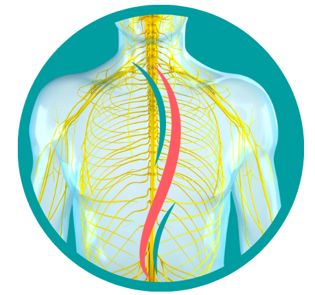 Scoli-Neural – Schroth terápia